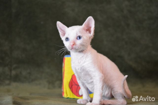 Ангел кудрявый уральский рекс