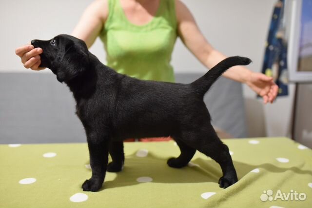 Щенок Лабрадора, красивая - как мама