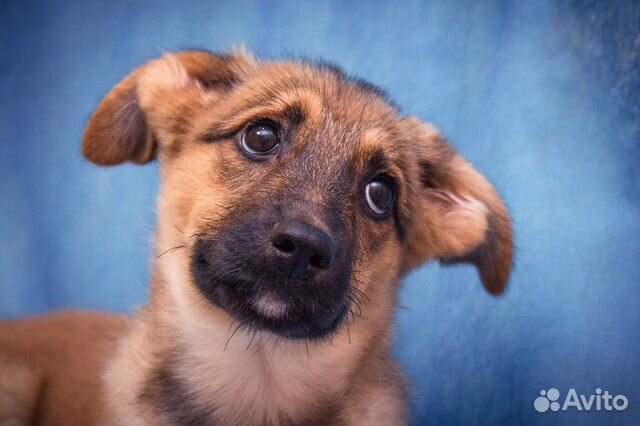 Нежная малышка Миа щенок 3,5 месяца в дар