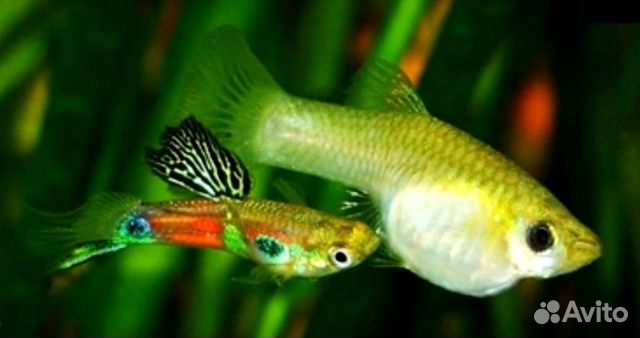 Красивые Гуппи продам или обменяю