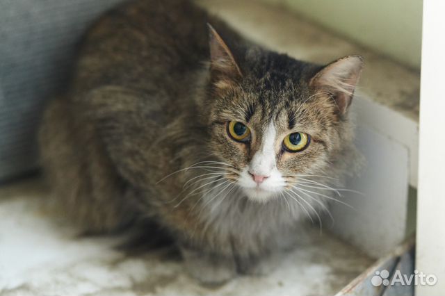 Молодая кошка ищет дом