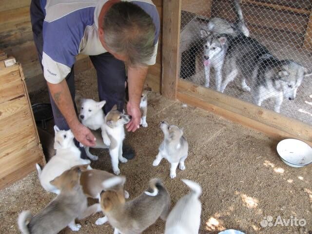 Щенки западники