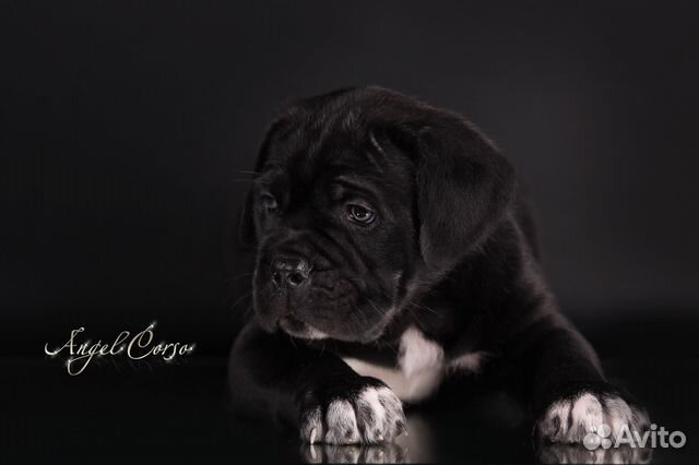 Кане корсо- итальянцы в России