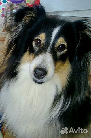 Девочка шелти(вязка)