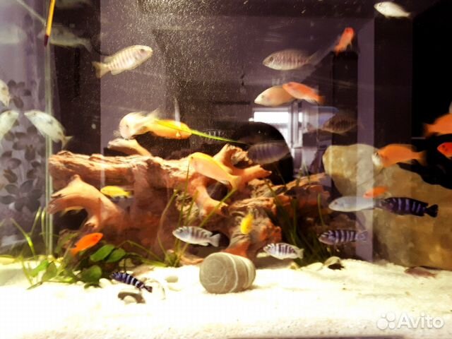 Цихлиды о.Малави