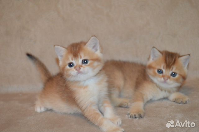 Котятки-лисятки