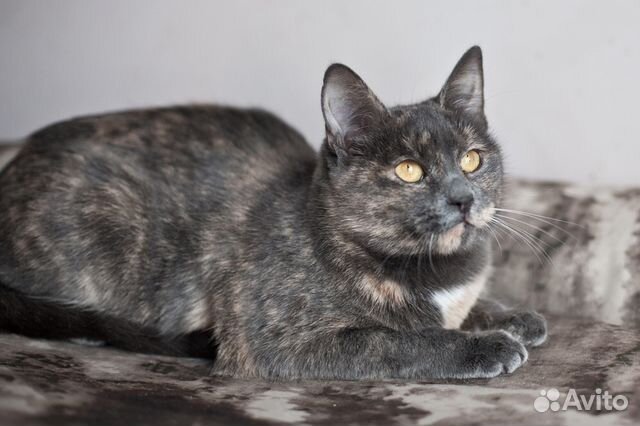 Кошечка Боня (девочка, 2 года), ищу дом