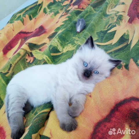 Невские маскарадные котята