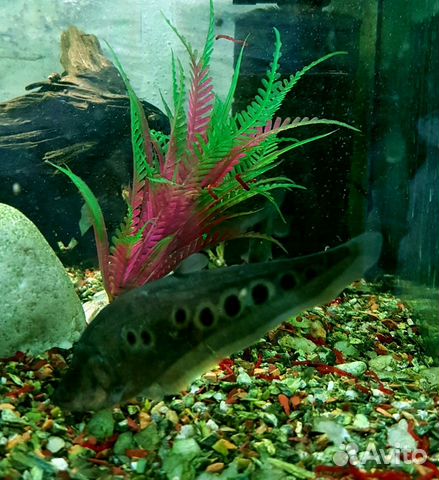 Аквариумная рыба - нож глазчатый