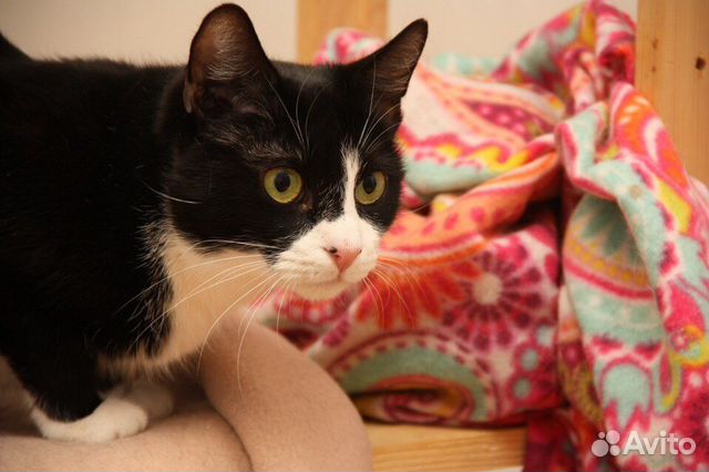 Прикольная Кошка в добрые руки 3 года