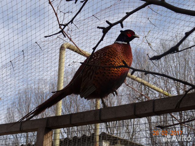 Фазан охотничий