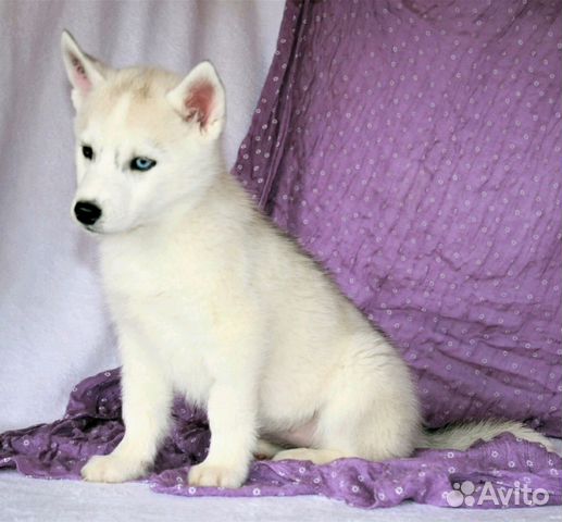 Серебристая девочка хаски. Арлекин. РКФ