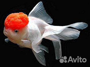 Оранда крупная