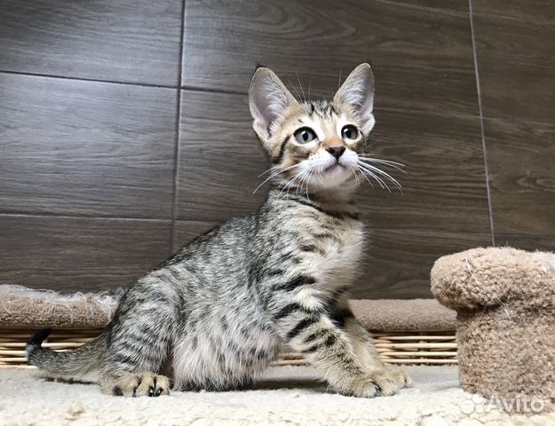 Египетская Мау котик Коллин