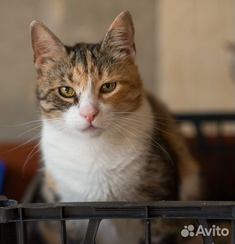 Кошечка Капитолина