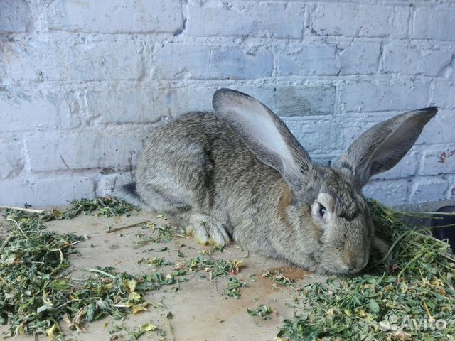 Бельгийский великан Фландр