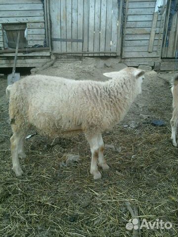 Племенной катумский баран, ярки, романовка +дорпер