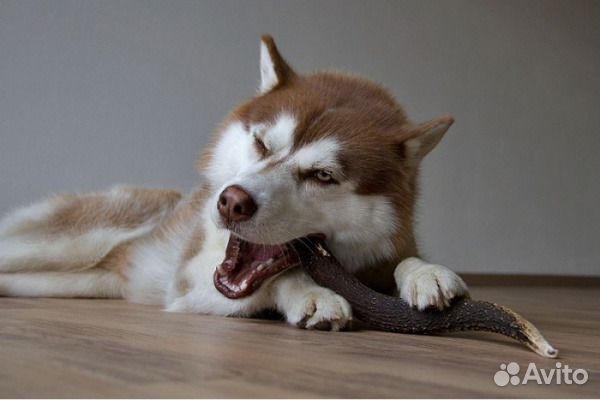 Рога оленя для собак, и многие другие мясные вкусн