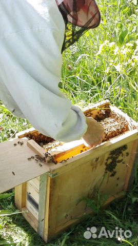 Сильные пчелосемьи, отводки, пчелопакеты в наличии