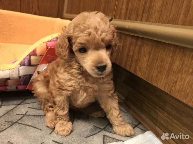 Щенки той пуделя