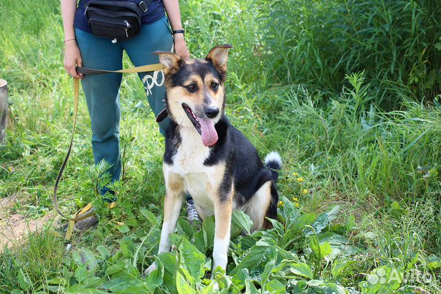 Славная, весёлая собачка с хорошим воспитанием