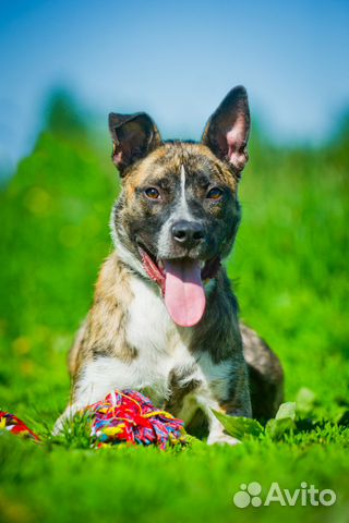 Очаровательный Бакс в дар