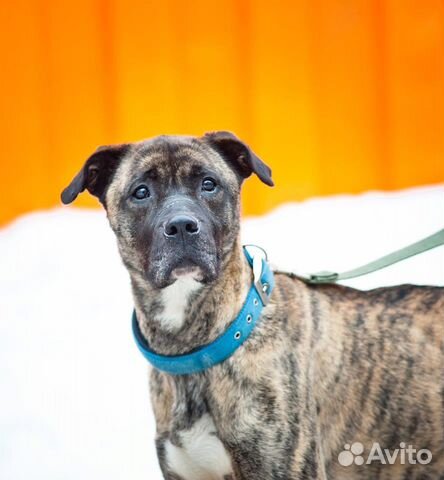 Отдаю метиса боксера Тая в добрые руки