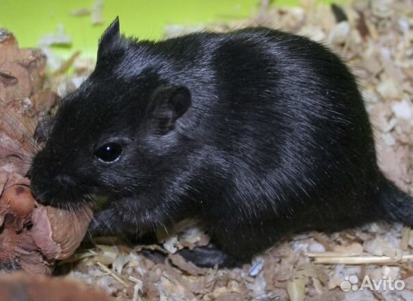 Песчанки монгольские