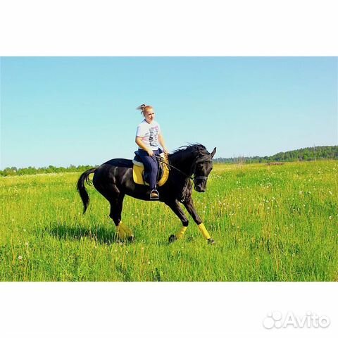 Русская верховая кобыла