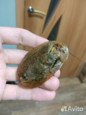 Тараканы архимандриты (Archimandrita tesselata)