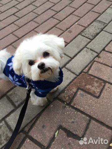 Вязка Мальтезе (мальтийская болонка)