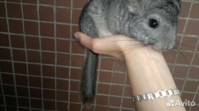 Шиншилла стандарт девочка