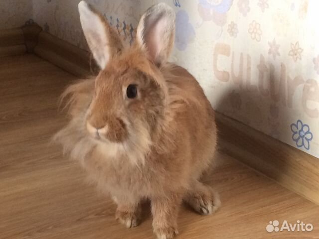 Кролик-пушистик