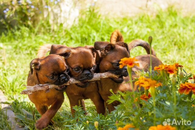 Пти брабансончики