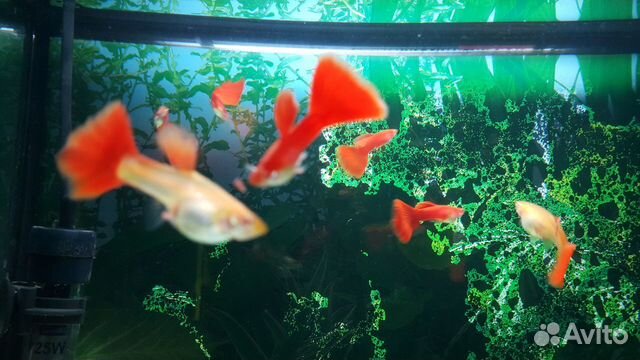 Гуппи альбинос красный (Albino Full Red.)