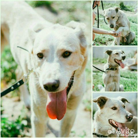 Отличный охранник для всей семьи