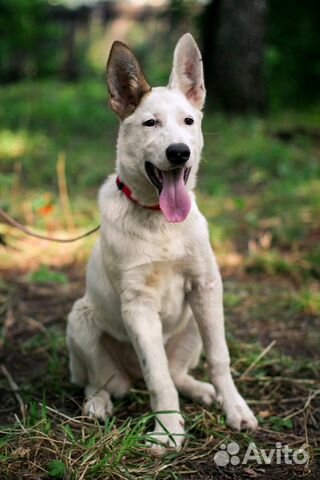 Анабель - снежное чудо лета-ищет семью