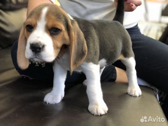 Щенок Бигля Лакки