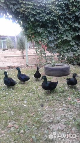 Утки изумрудные декоративные