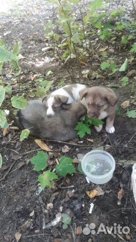 Щенки-Брошенки в лесу