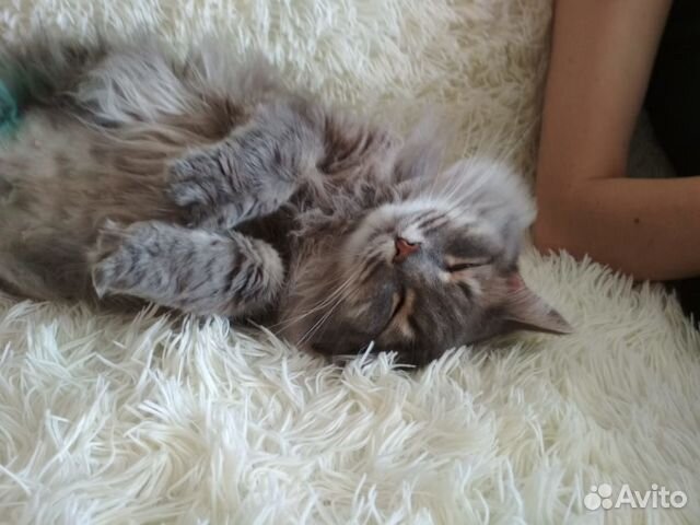 Пуша ищет доброе сердце