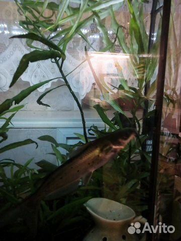 Продам канадского сомика