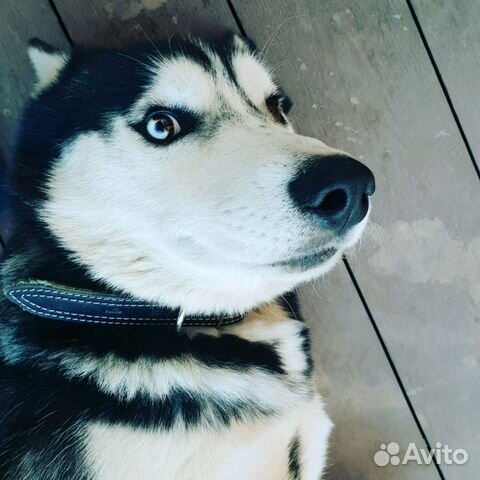 Сибирская хаски ищет подругу для утех