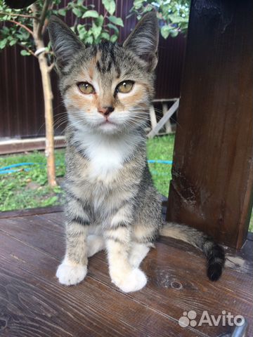 Котёнок, мальчик, примерно 4 месяца