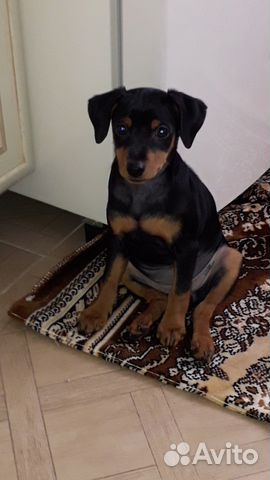 Щенки пинчера-мини доберман