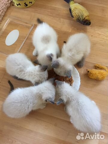 Лапочки котята сноу-шу