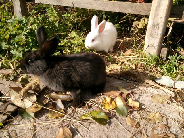 Кролики, крольчата