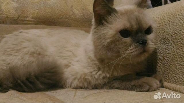 Кот селкирк рекс 3 года