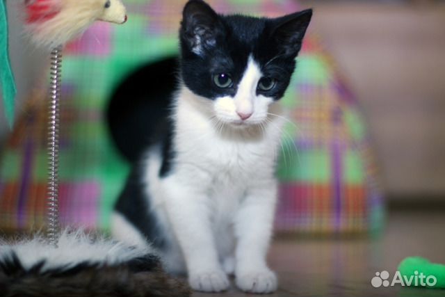 Чёрно-белый котёнок-девочка Милла. 2 мес