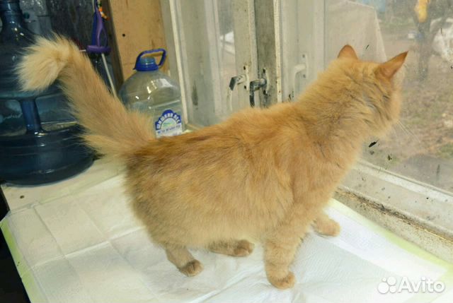 Огненная красотка в дар